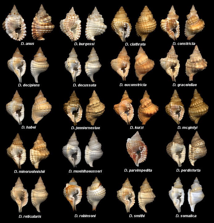 The Genus Distorsio Röding, 1798